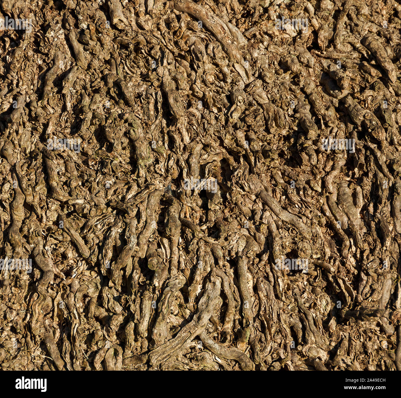 Detail of Palm tree trunk without bark as background Stock Photo - Alamy