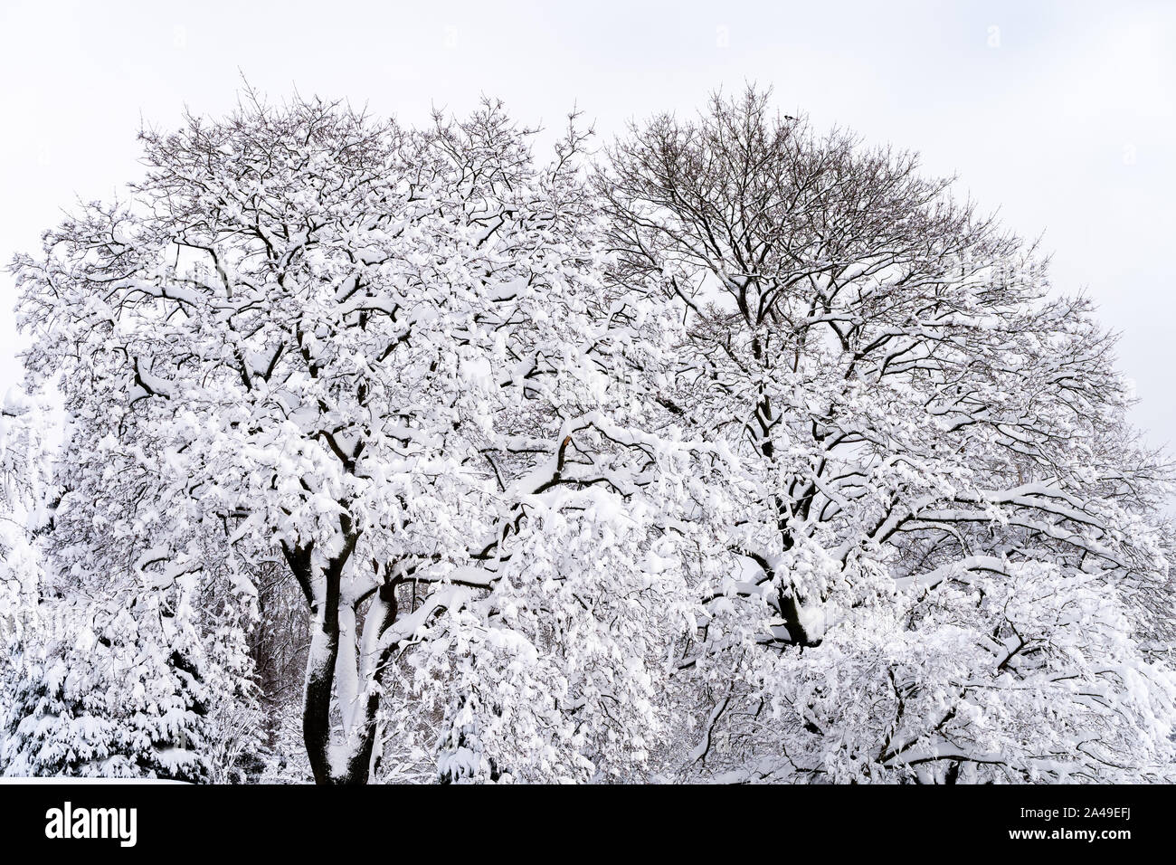 Snow covered maple trees Stock Photo - Alamy