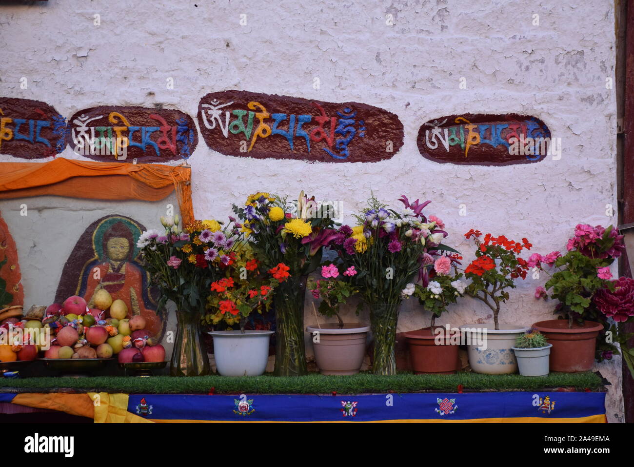 Tibet flowers hi-res stock photography and images - Alamy