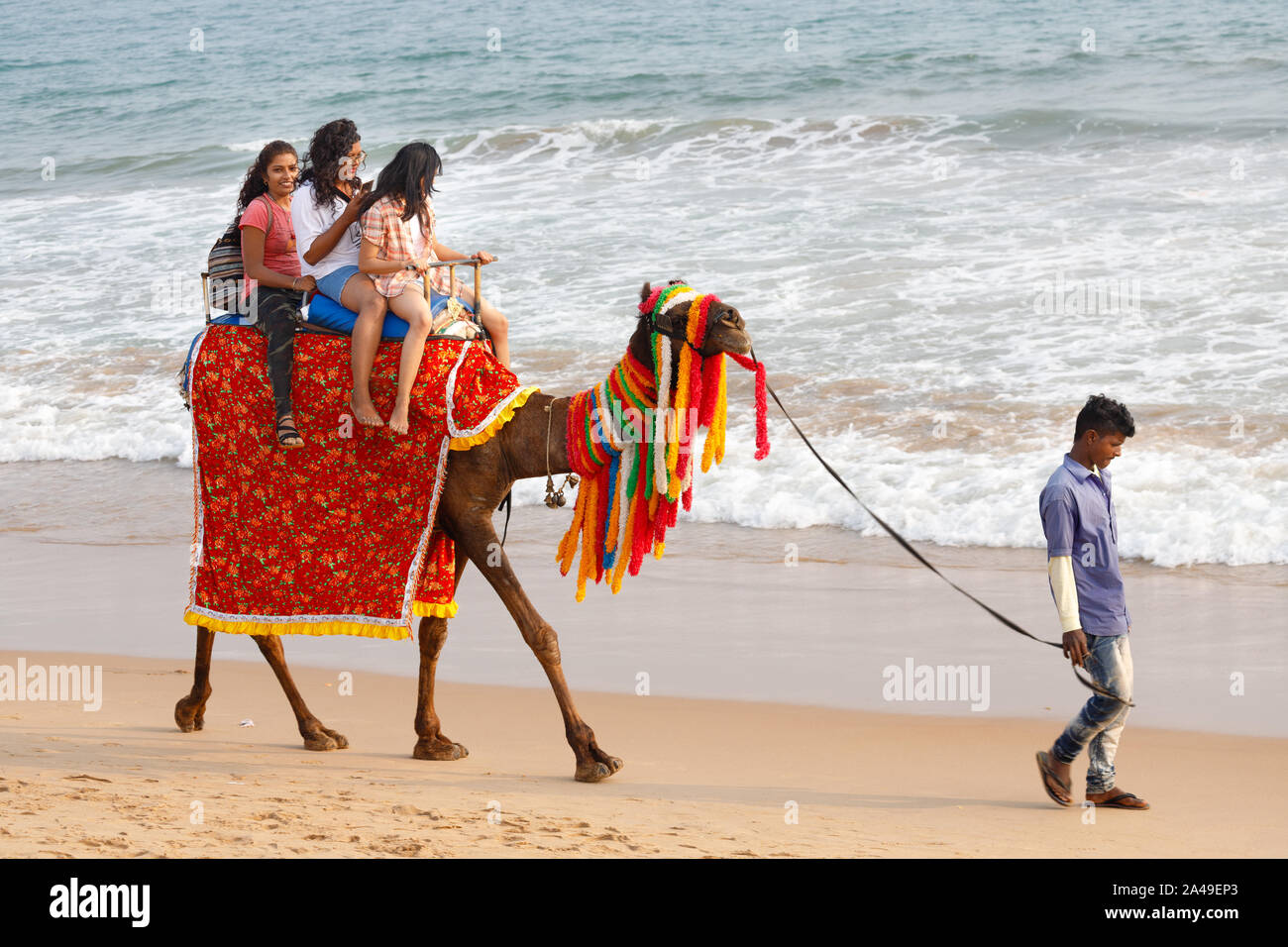 Indian ocean camel hi-res stock photography and images - Alamy