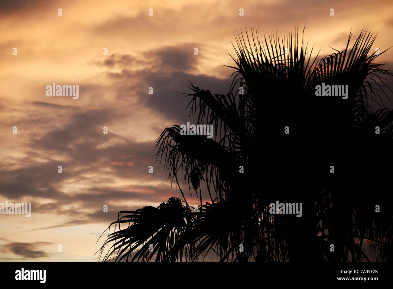 Silhouette of palm trees at sunset #2 Stock Photo - Alamy