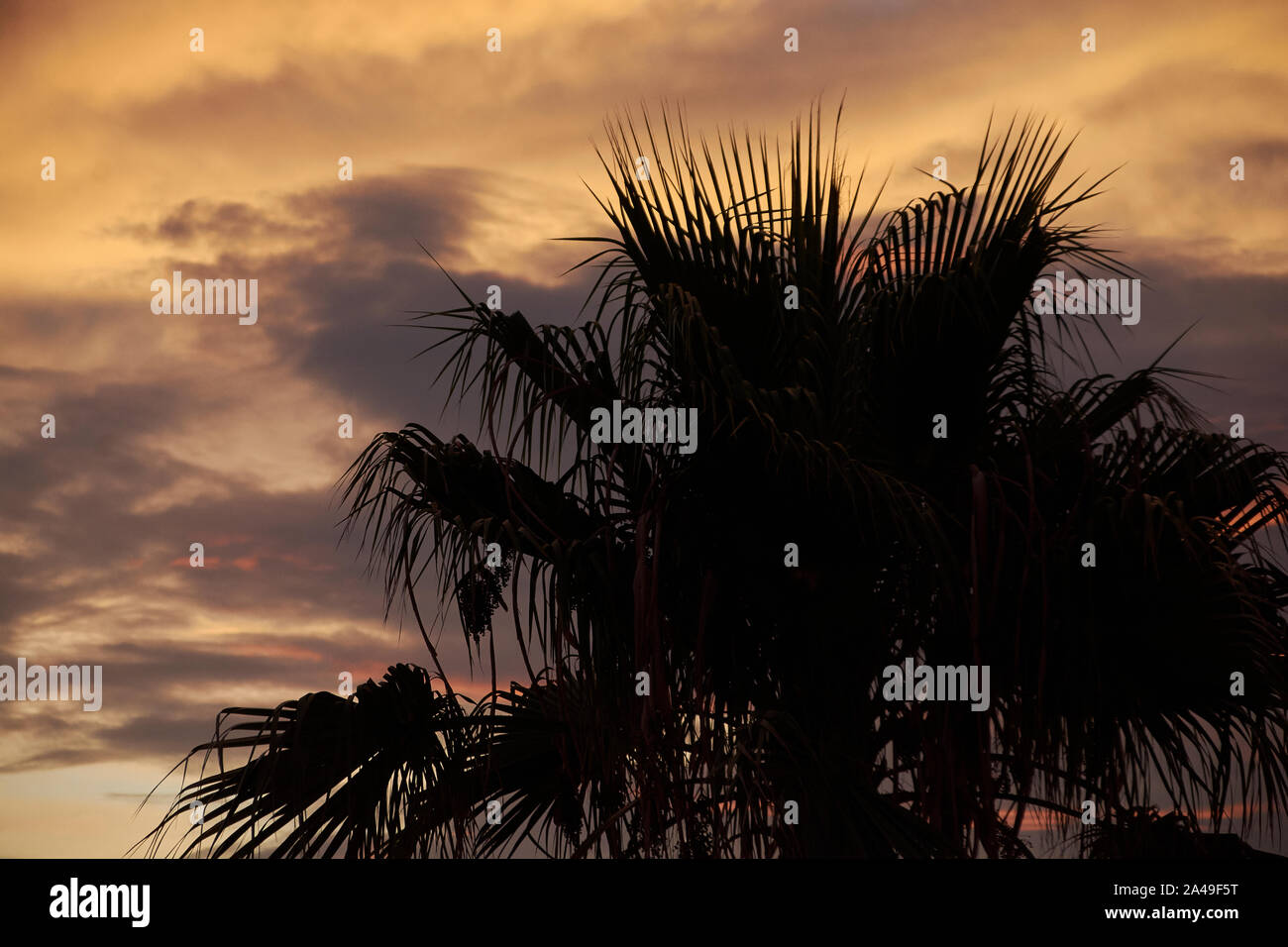 Silhouette of palm trees at sunset #3 Stock Photo - Alamy