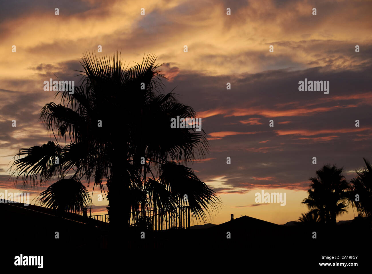 Silhouette of palm trees at sunset Stock Photo - Alamy