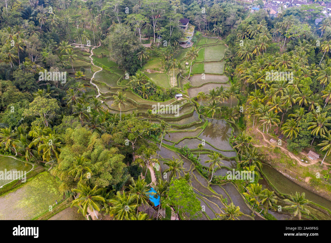 Aerial rice paddy terrace hi-res stock photography and images - Alamy
