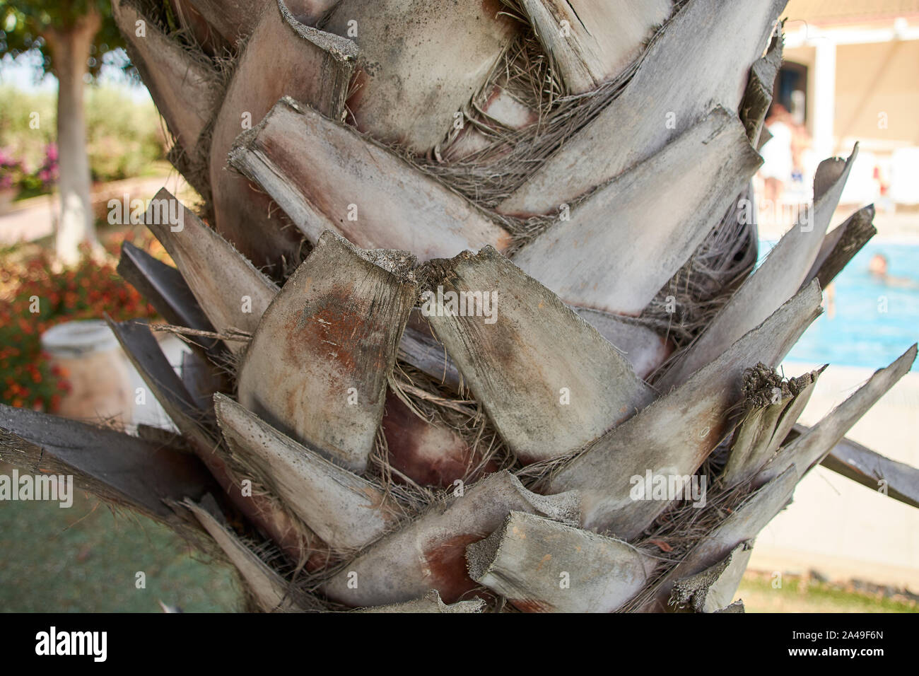 Tall palm tree rough textured hi-res stock photography and images - Alamy