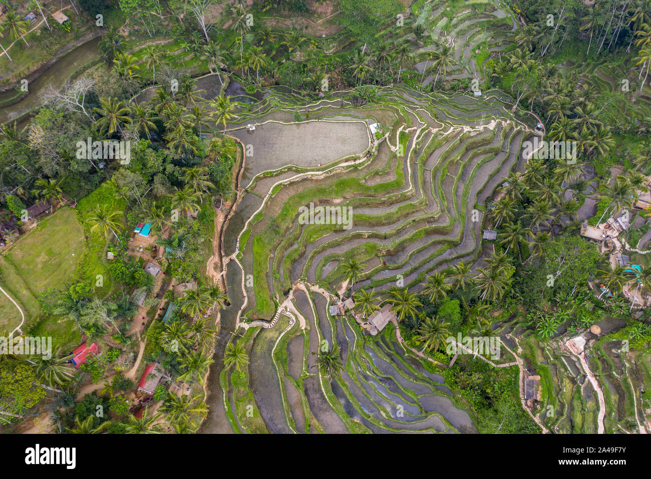 Aerial drone image of Tegallalang rice paddy fields, near Ubud in Bali ...