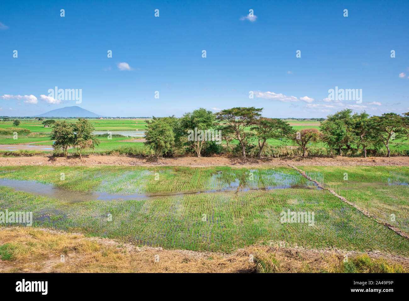 Rice Plantation at wetlands of Bulacan, Philippines Stock Photo - Alamy