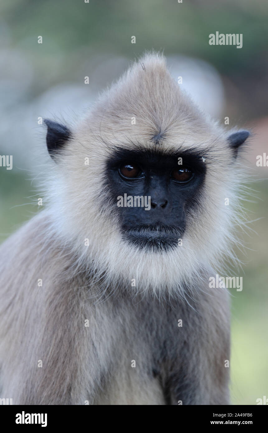 Starring monkey hi-res stock photography and images - Alamy