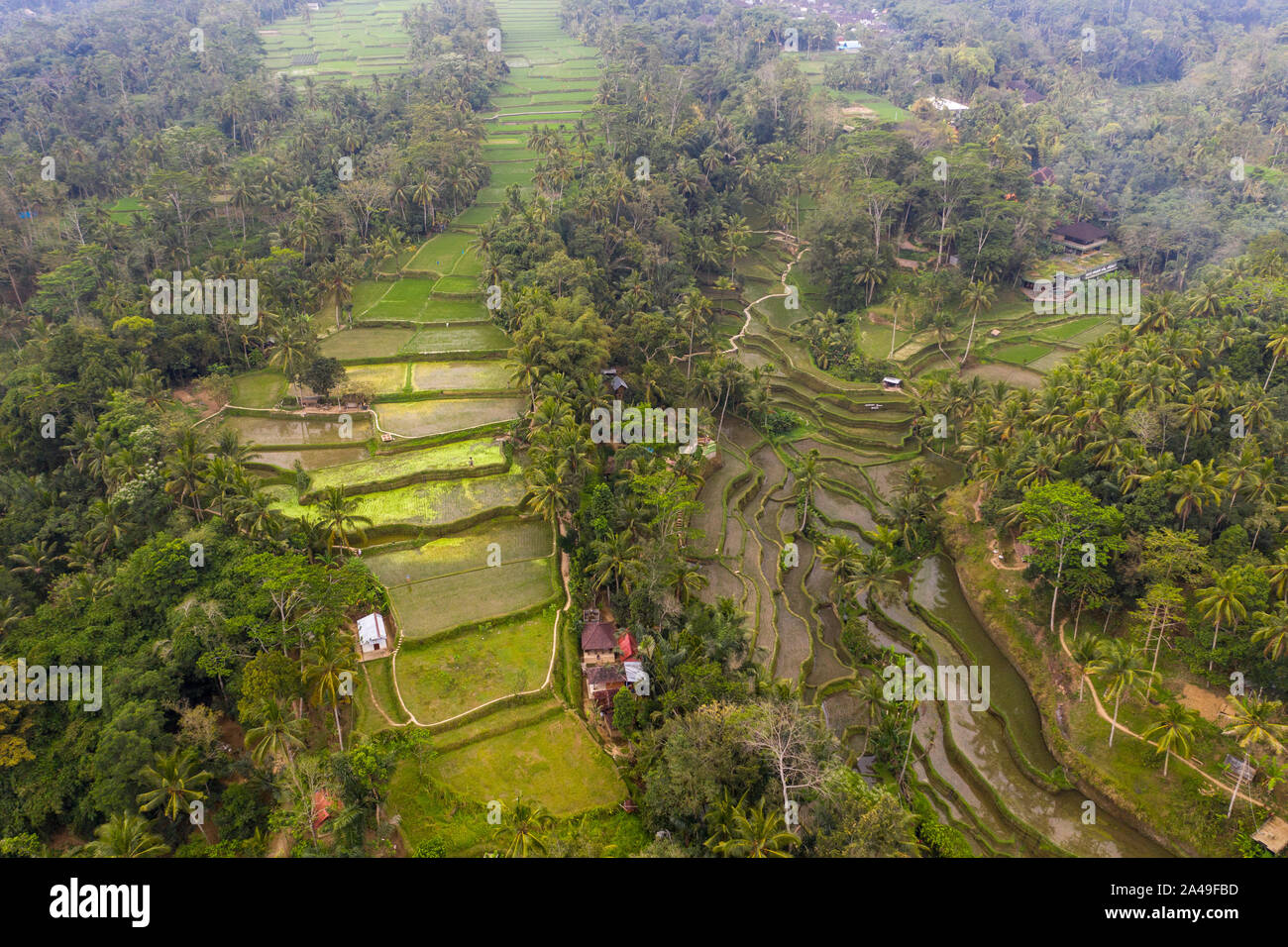 Aerial view of rice paddy hi-res stock photography and images - Alamy