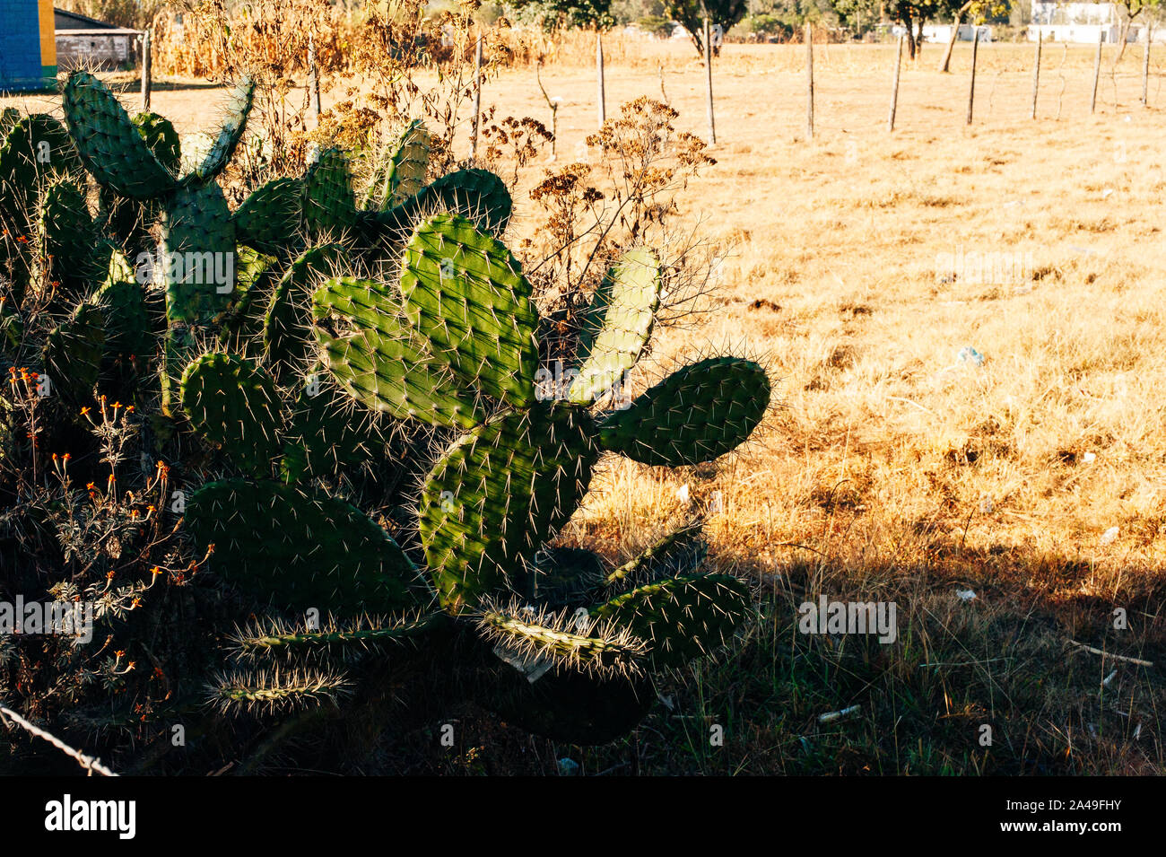 green cactus bush in a dry field in Mexico city Stock Photo - Alamy