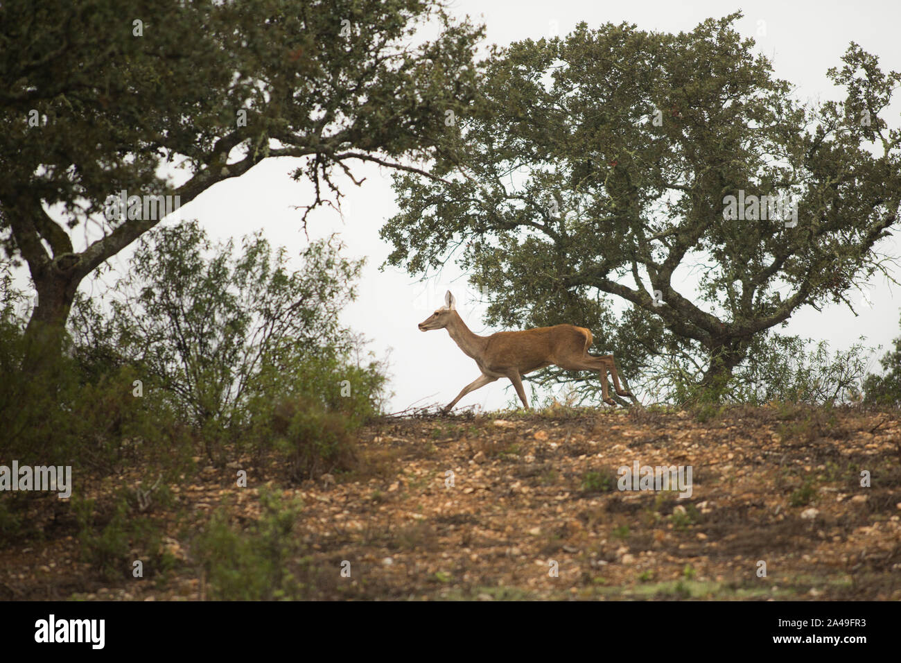 Female red deer at International Tejo Natural Park. Portugal Stock ...