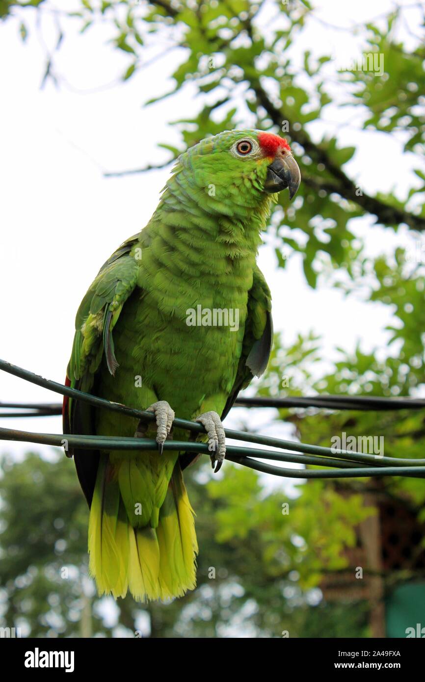 Red fronted parrotlet hi-res stock photography and images - Alamy
