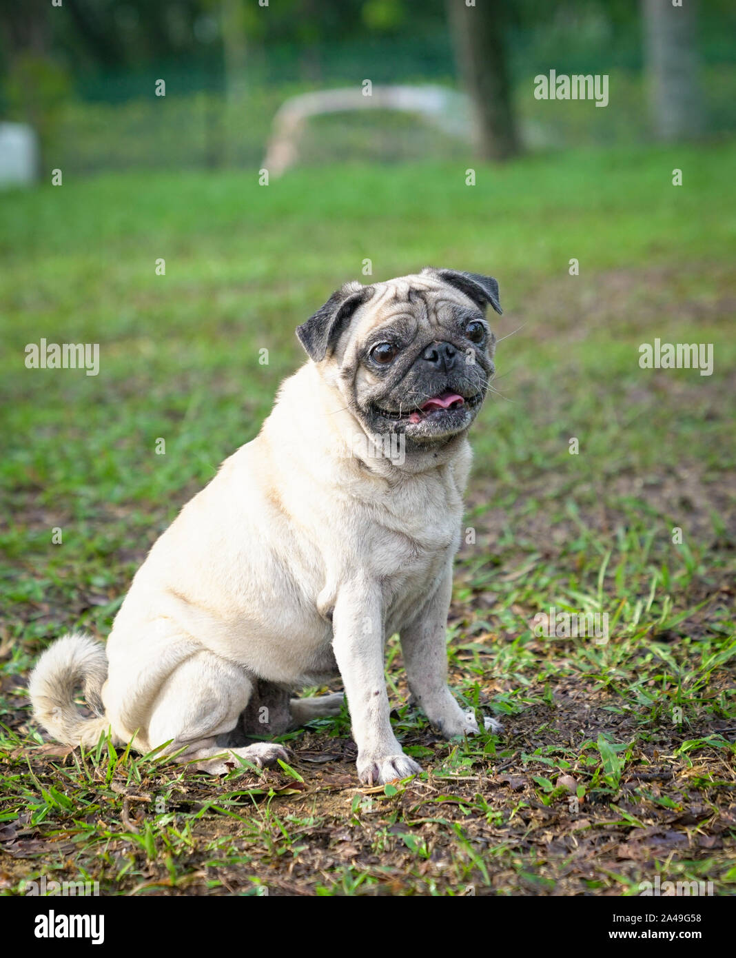 Portrait of cute smiling full body pug dog in the garden, Copy space ...