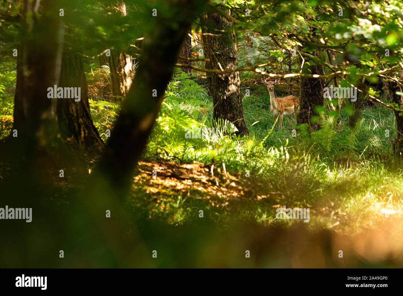Photographer in the new forest hi-res stock photography and images - Alamy