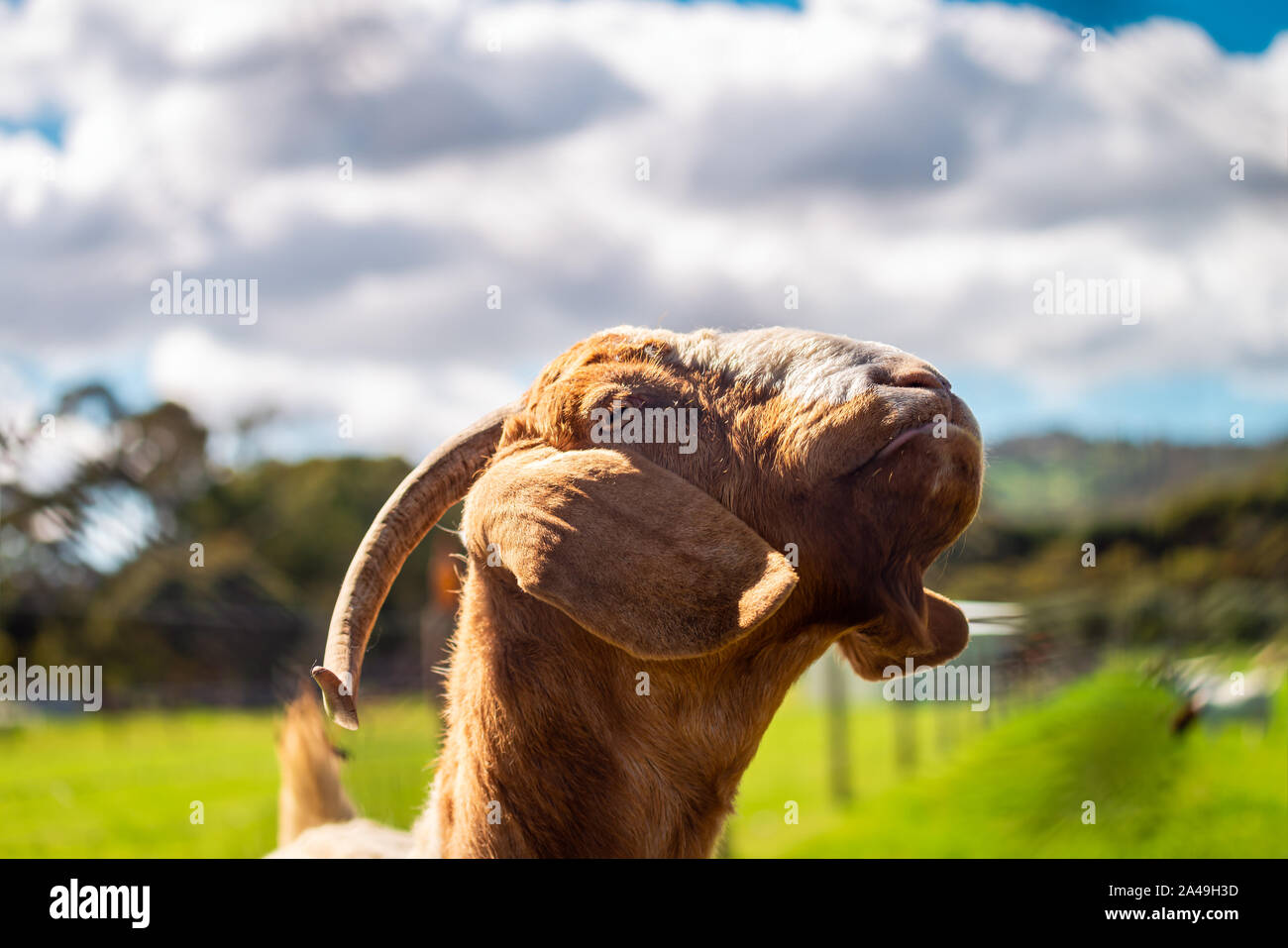Livestock farming australia hi-res stock photography and images - Alamy