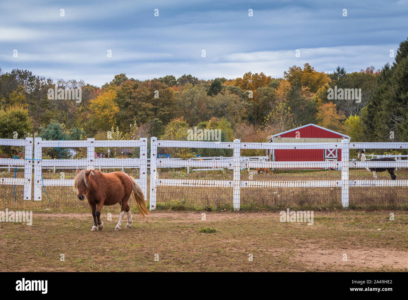 Brown pony with blond mane stands next to white picket fence and red ...