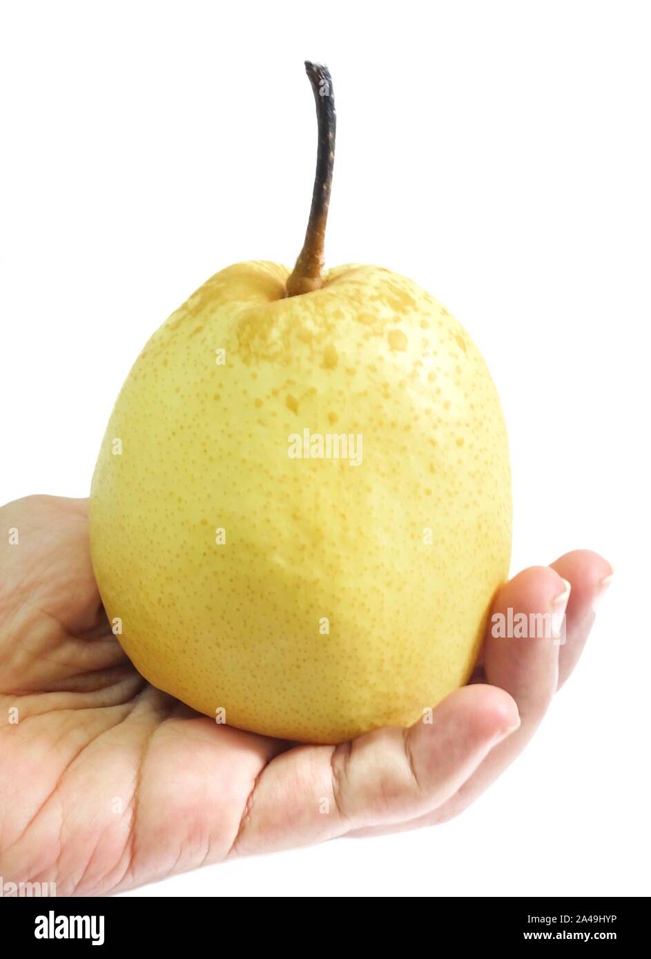 Fresh Fruit, Hand Hodling Sweet Nashi Pear, Asian Pear or Pyrus ...