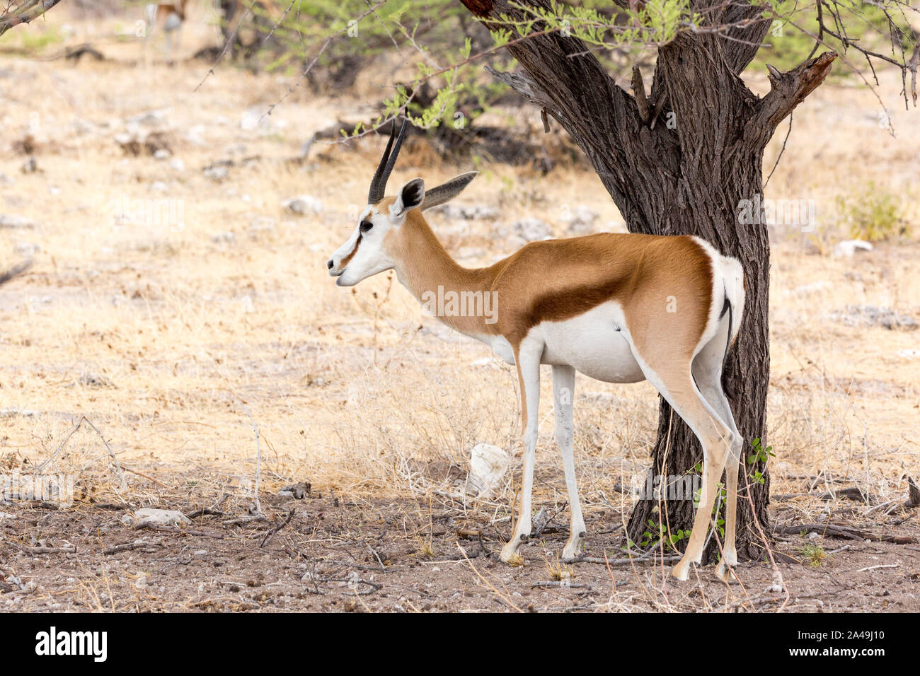 Single springbok standing under the shadow of a tree, Etosha, Namibia ...