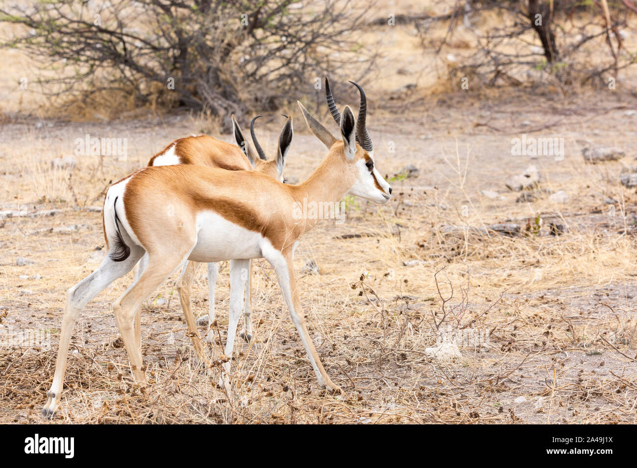Two springbok antelopes walking through a barren landscape, Etosha ...