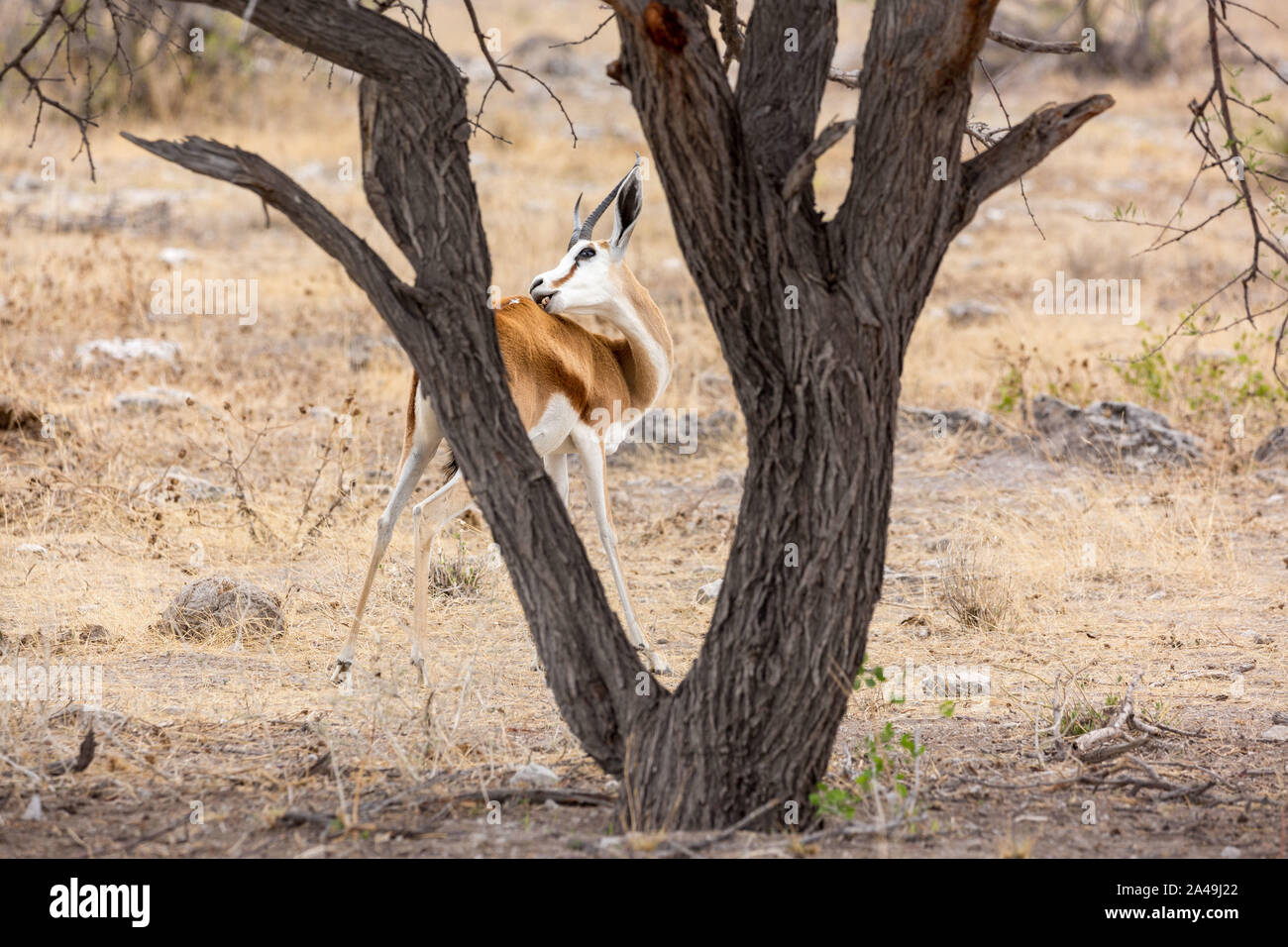 A single springbok behind a tree is trying to scratch its fur, Etosha ...