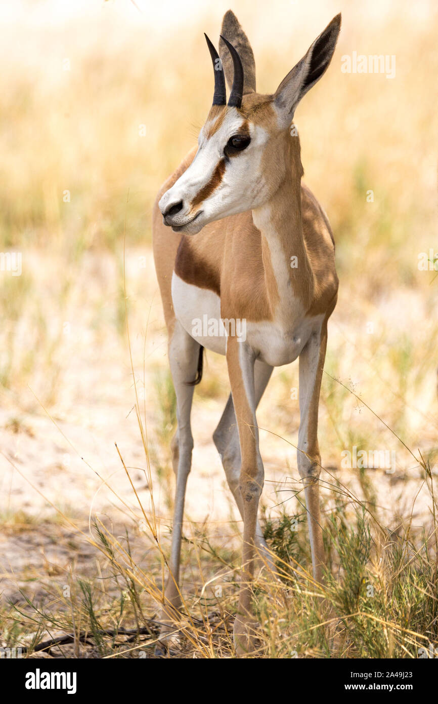Springbok head hi-res stock photography and images - Alamy