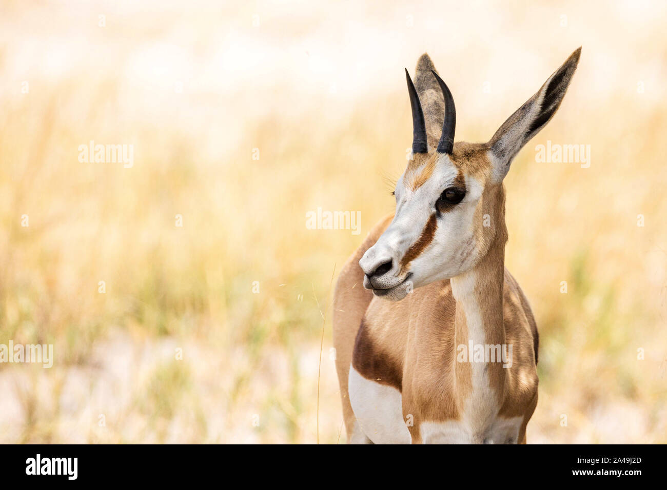 Springbok head hi-res stock photography and images - Alamy