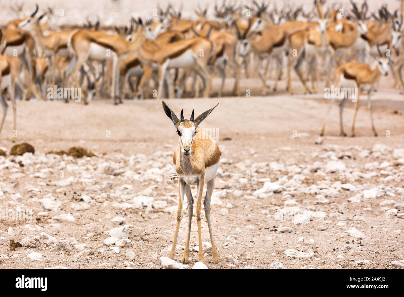 Springbok with young hi-res stock photography and images - Alamy