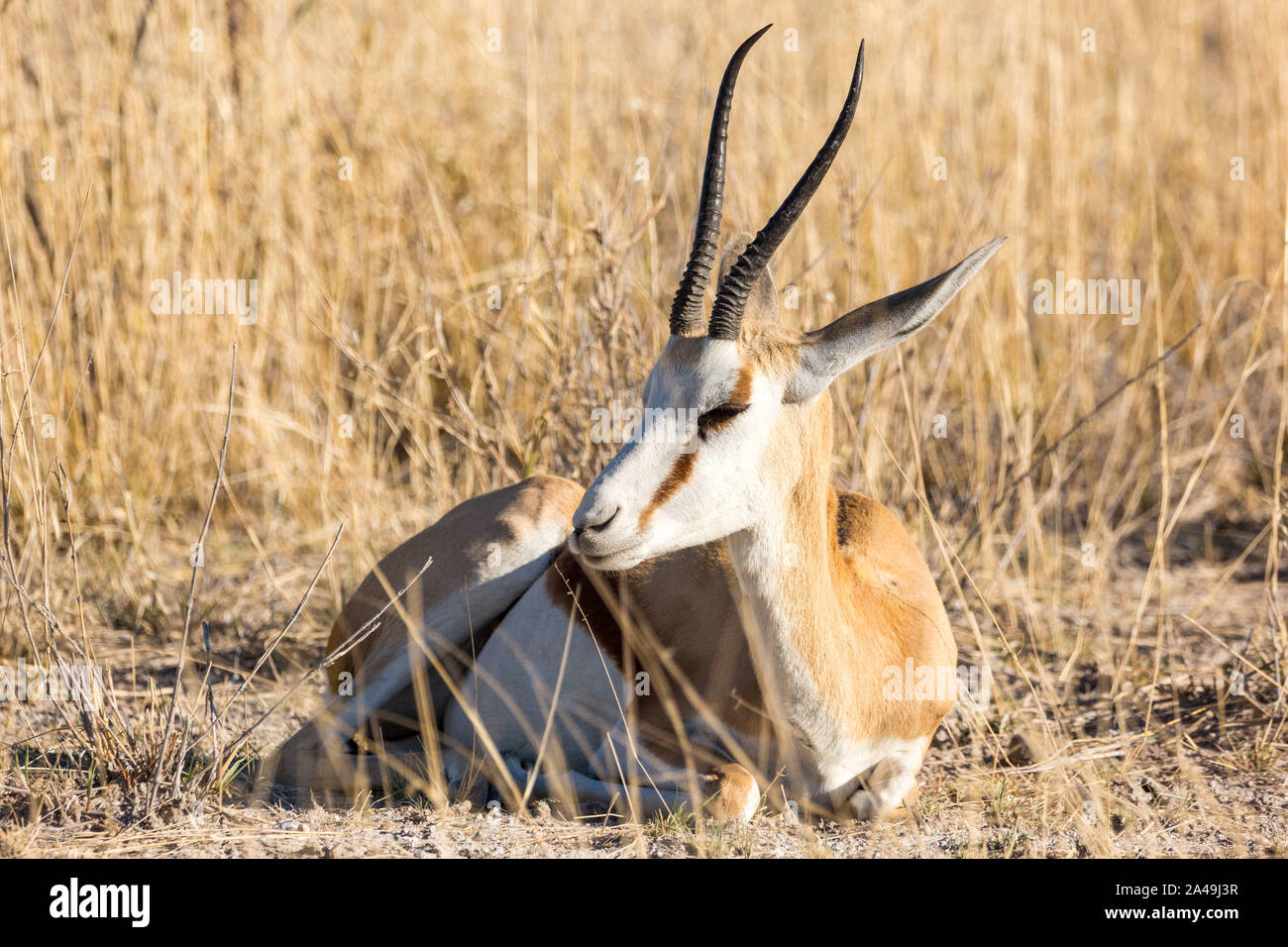 Springbok with horns hi-res stock photography and images - Alamy