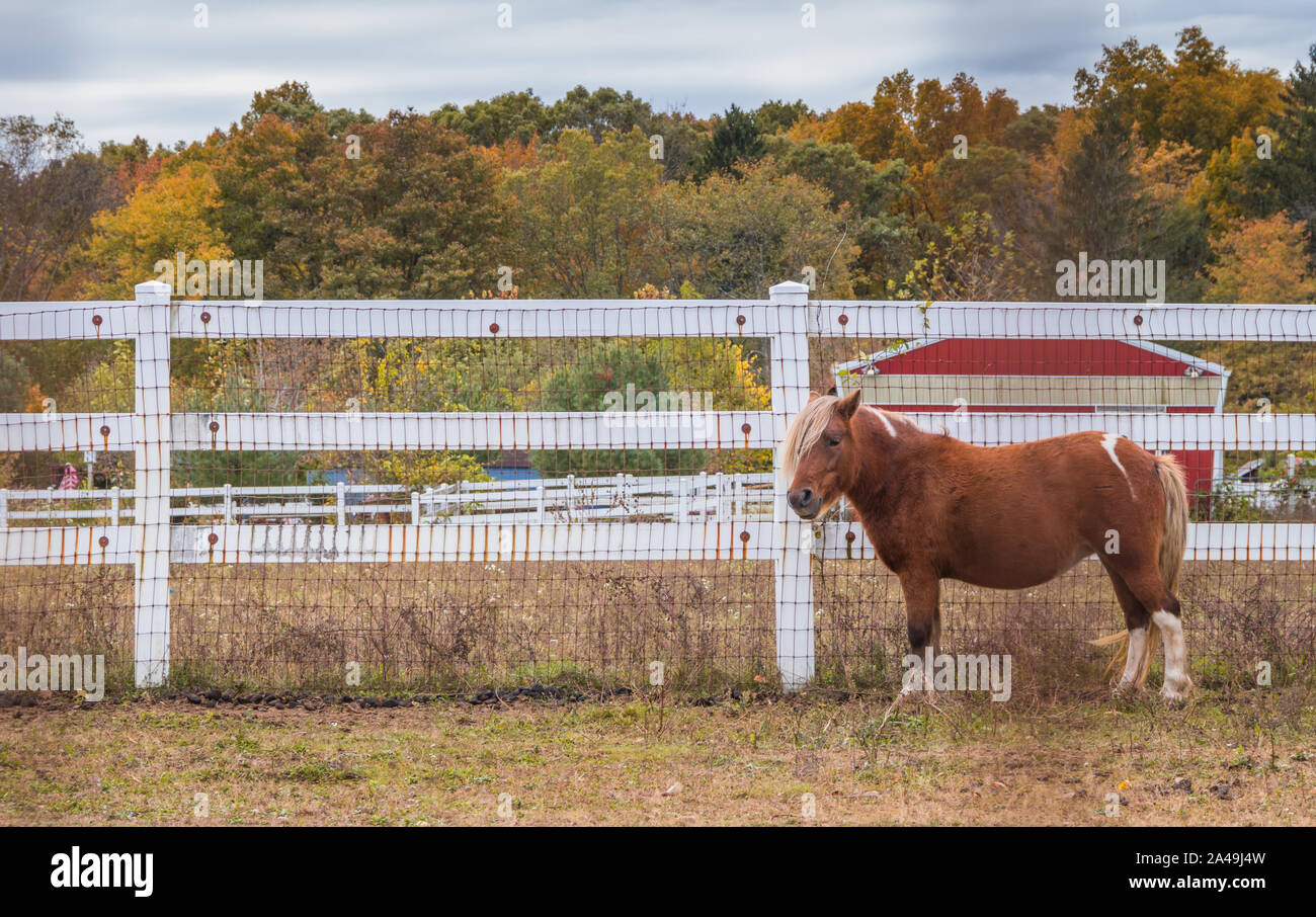 Brown pony with blond mane stands next to white picket fence and red ...