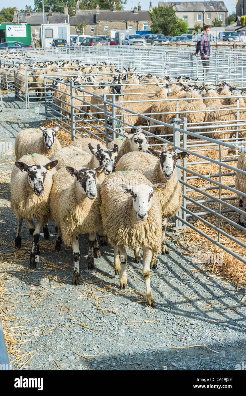 Bentham auction mart hi-res stock photography and images - Alamy
