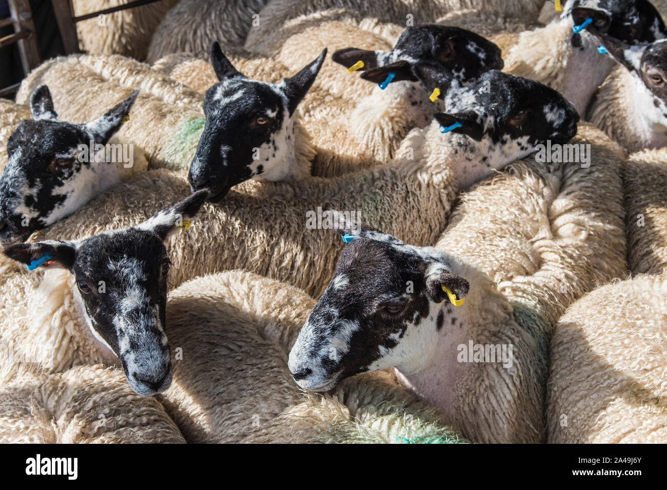 Bentham livestock auction market at Bentham in the North Yorkshire ...