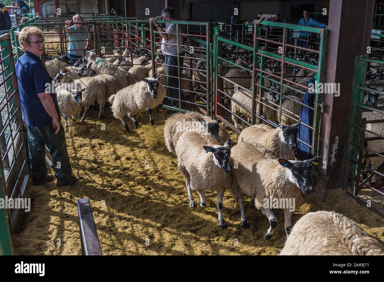 Yorkshire dales livestock auction hi-res stock photography and images ...