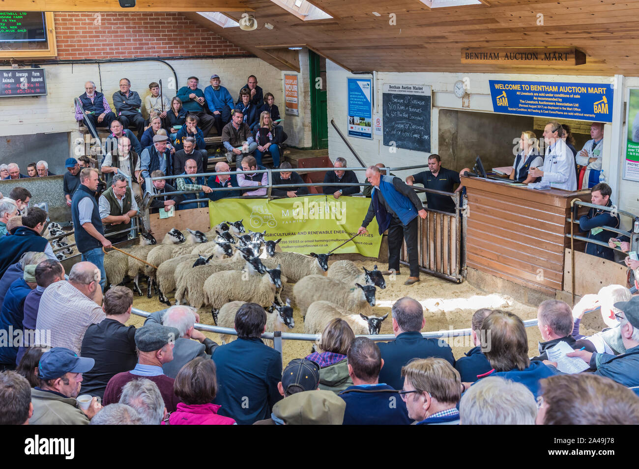 Bentham livestock auction market at Bentham in the North Yorkshire ...