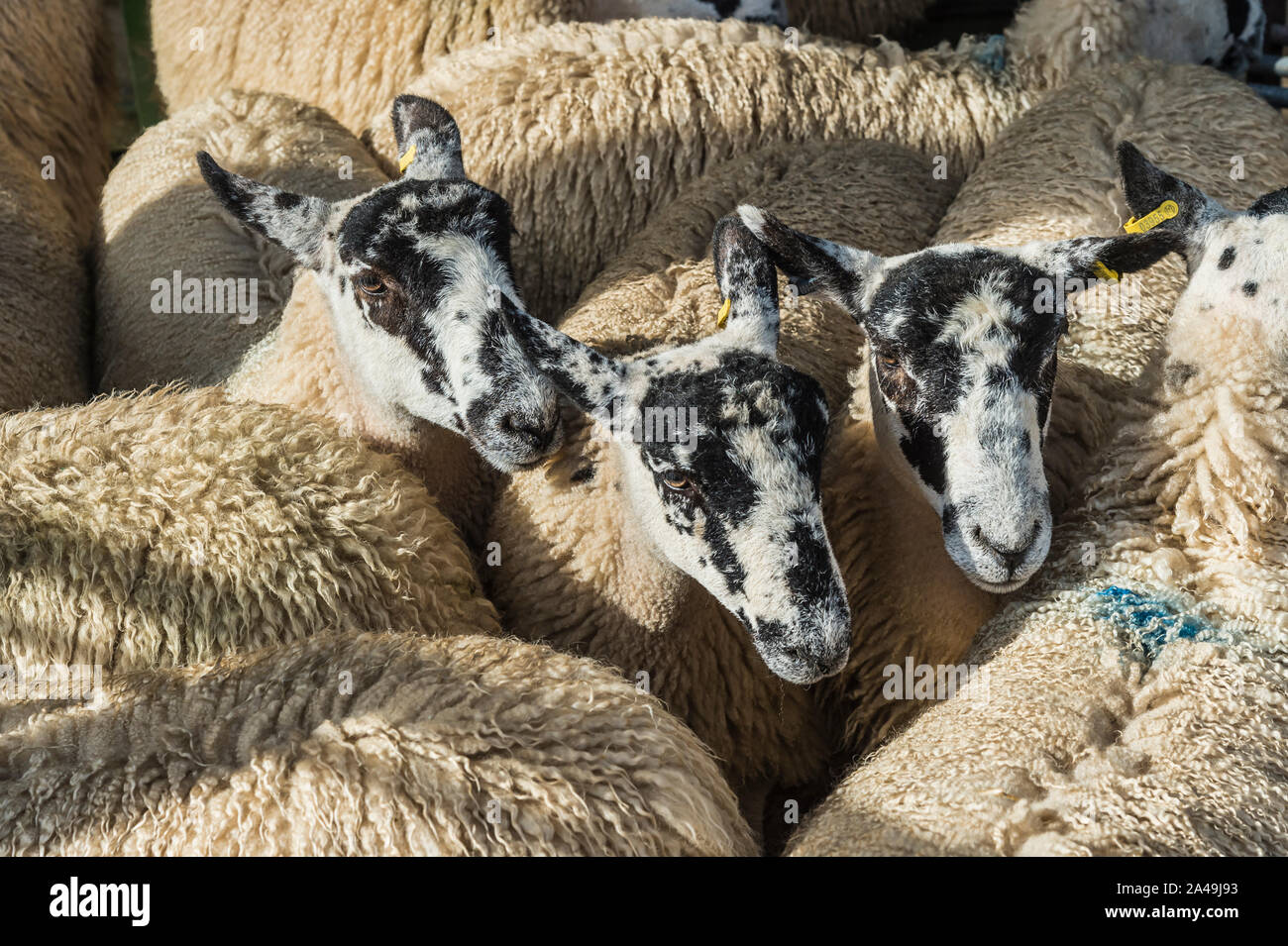 Bentham livestock auction market at Bentham in the North Yorkshire ...