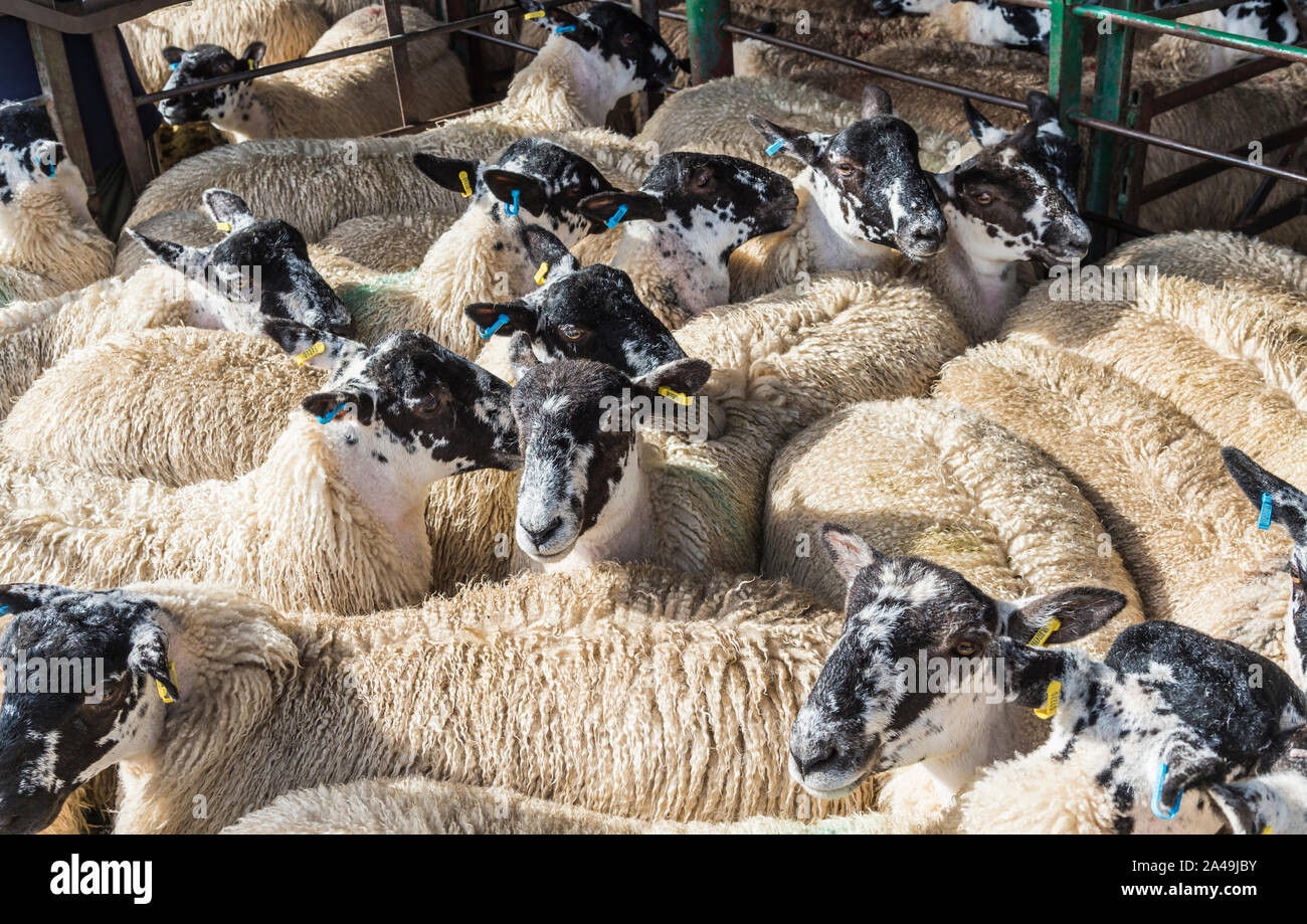 Bentham livestock auction market at Bentham in the North Yorkshire ...