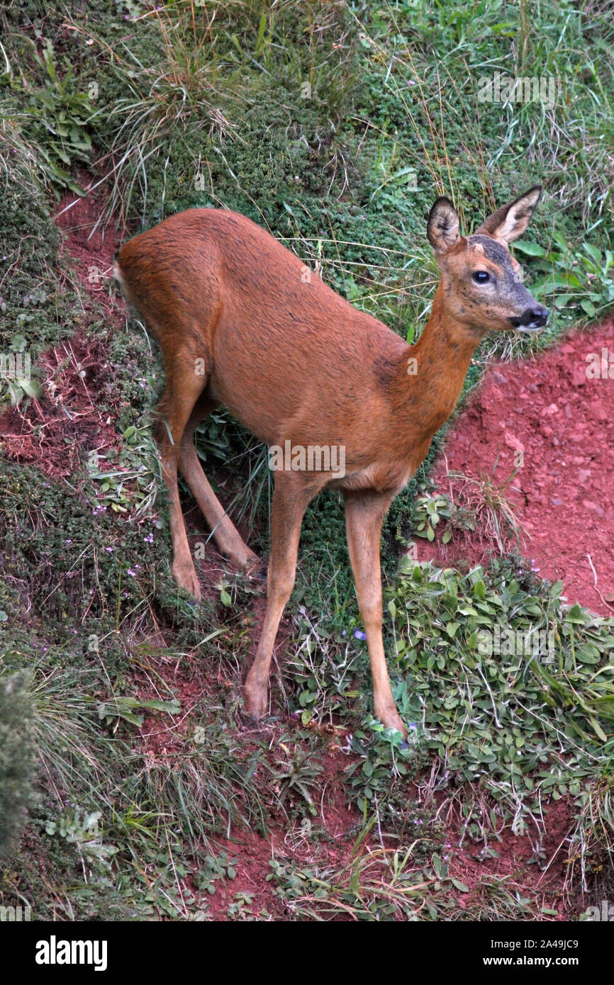 Roe deer uk hi-res stock photography and images - Alamy