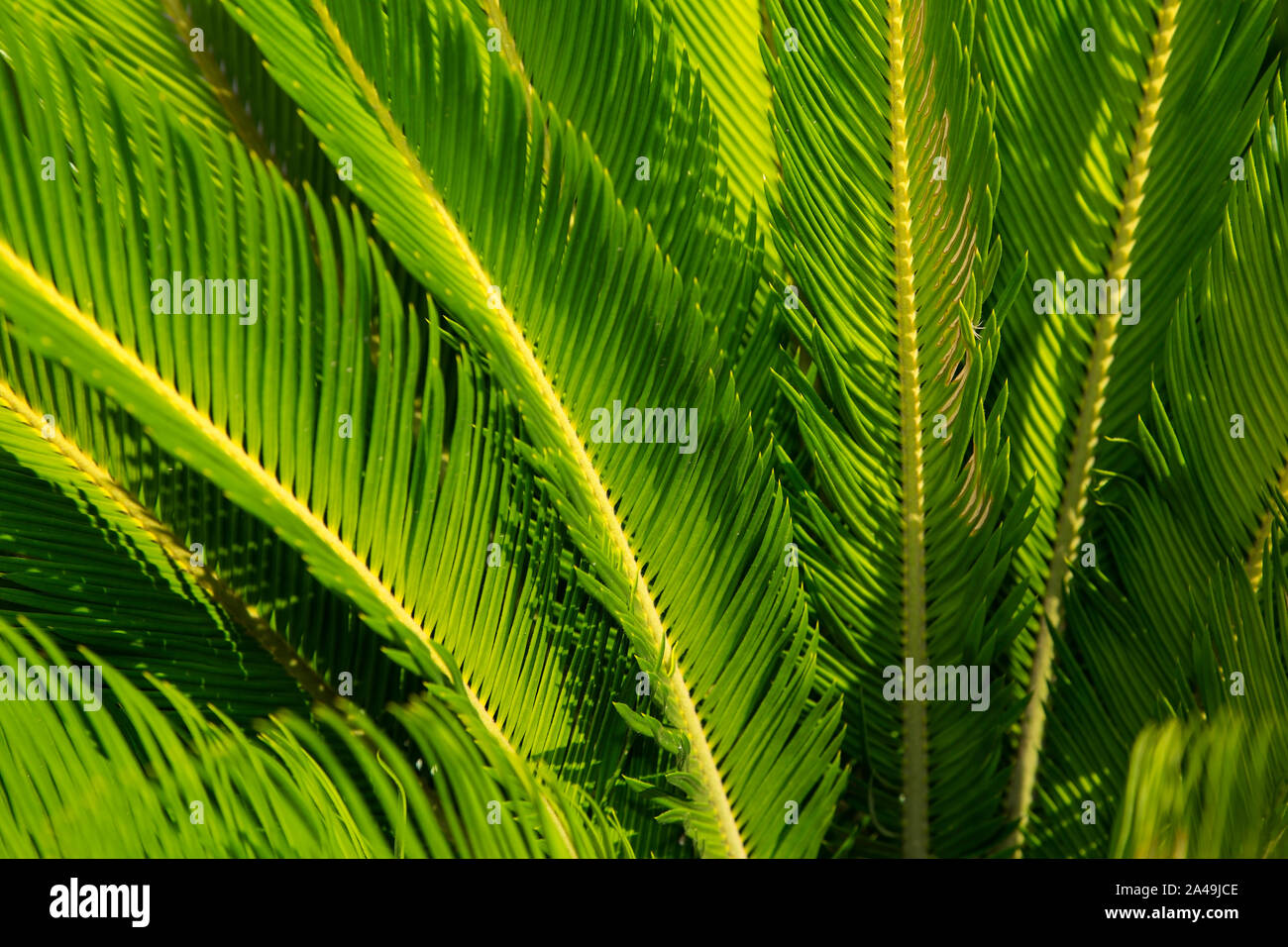 Green palm tree branch Stock Photo - Alamy