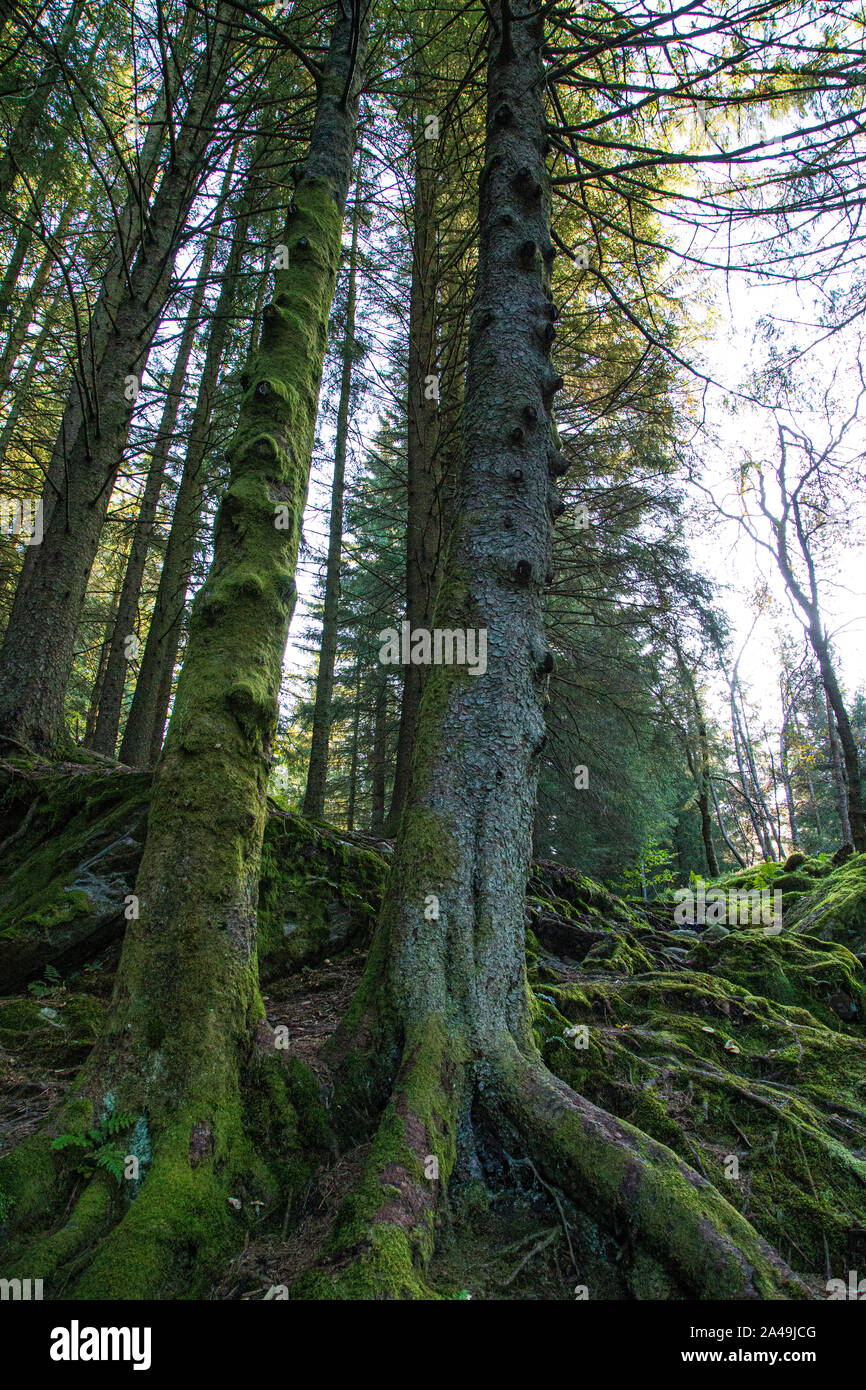 Trees of a woodland at mount Floyen, Bergen, Norway Stock Photo - Alamy