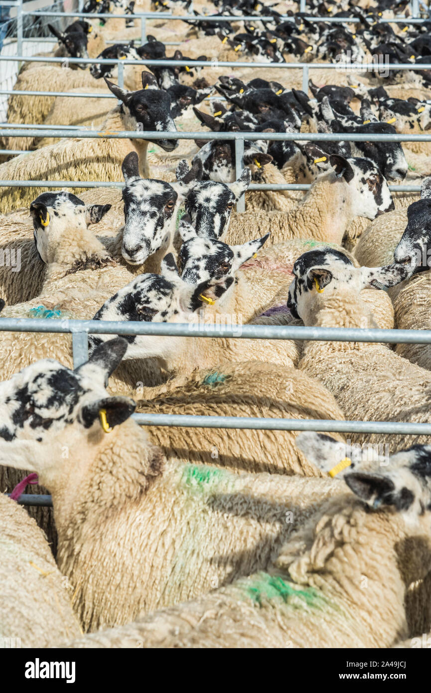 Bentham livestock auction market at Bentham in the North Yorkshire ...