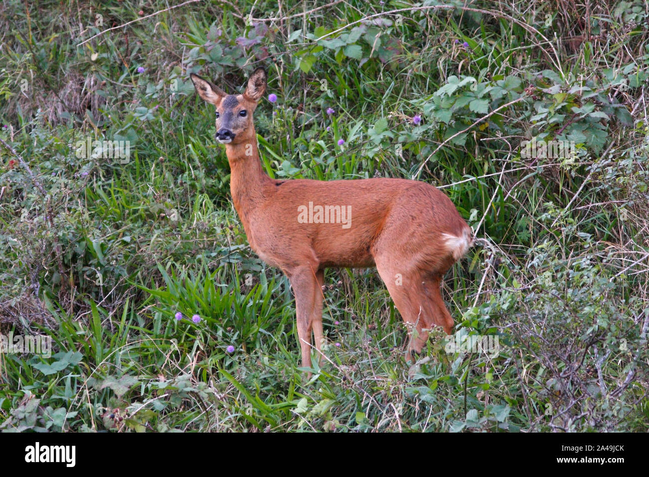 Half Zebra Half Deer