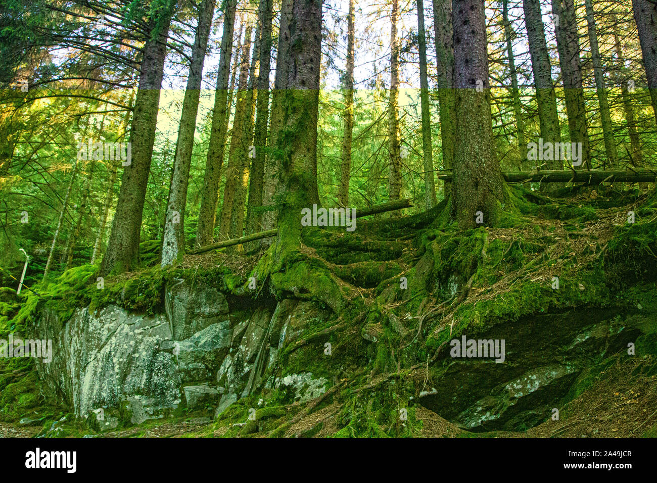 Trees of a woodland at mount Floyen, Bergen, Norway Stock Photo - Alamy