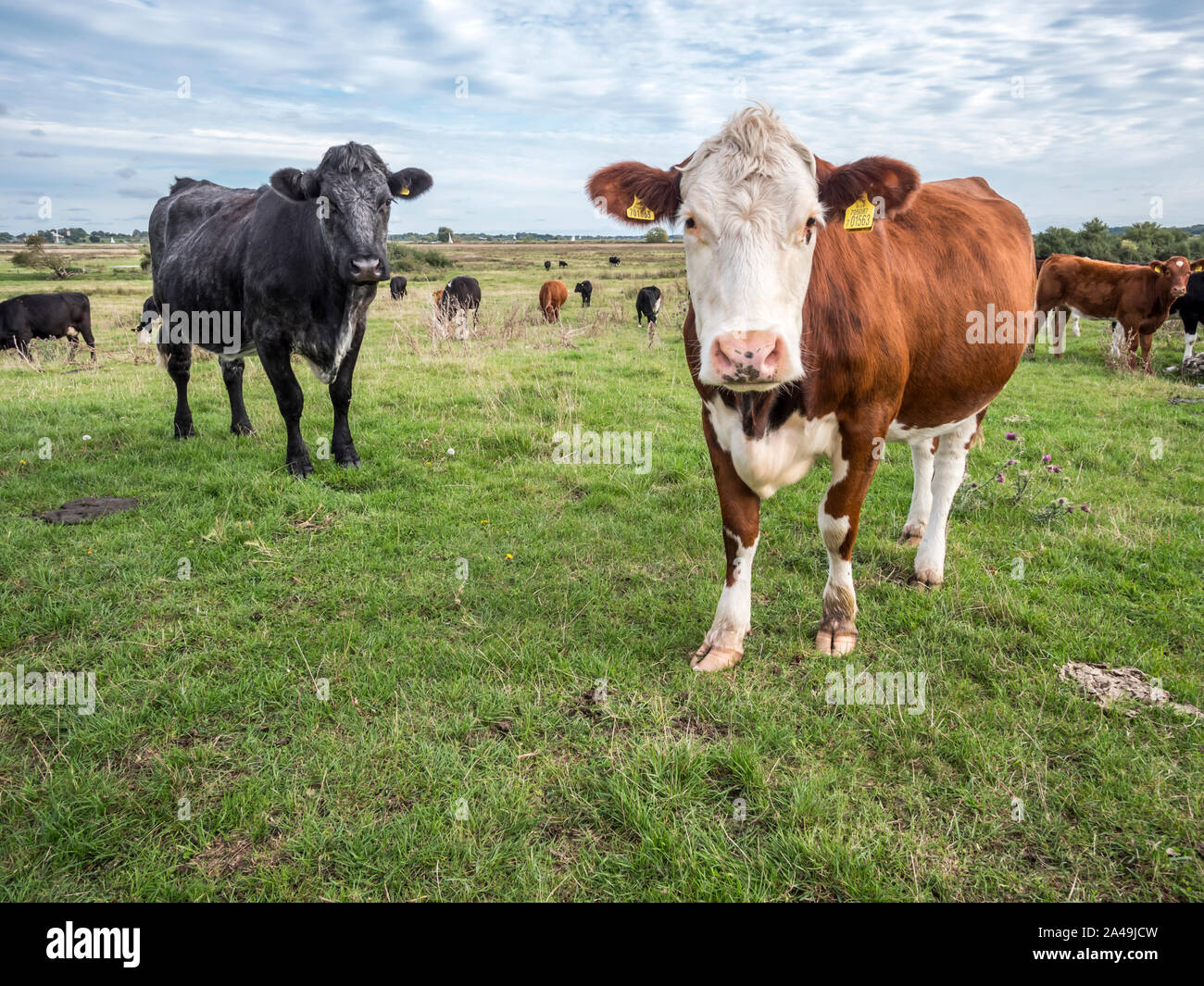 Cows curious hi-res stock photography and images - Alamy