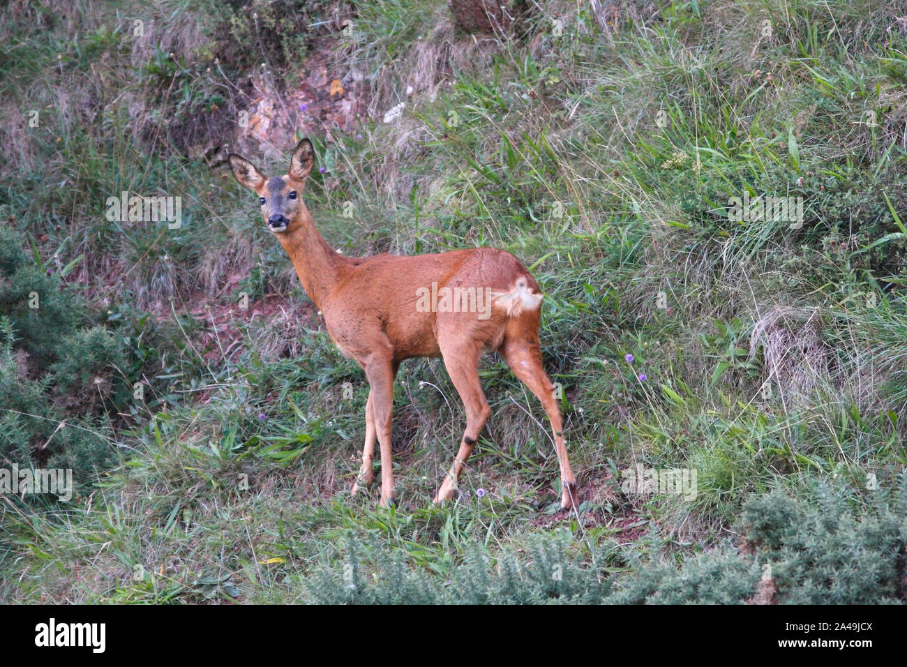 Roe deer uk hi-res stock photography and images - Alamy