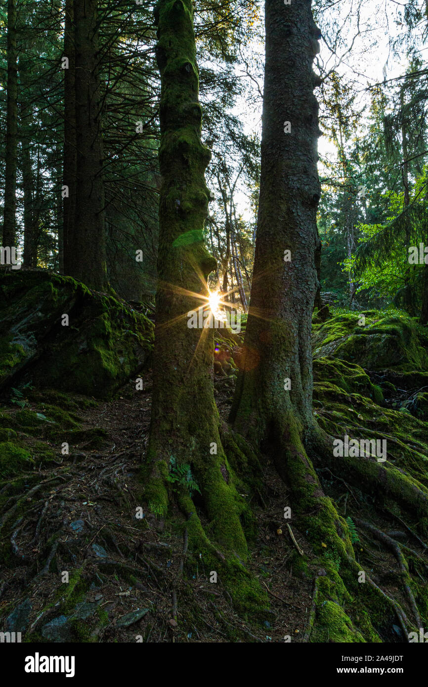 Trees of a woodland at mount Floyen, Bergen, Norway Stock Photo - Alamy