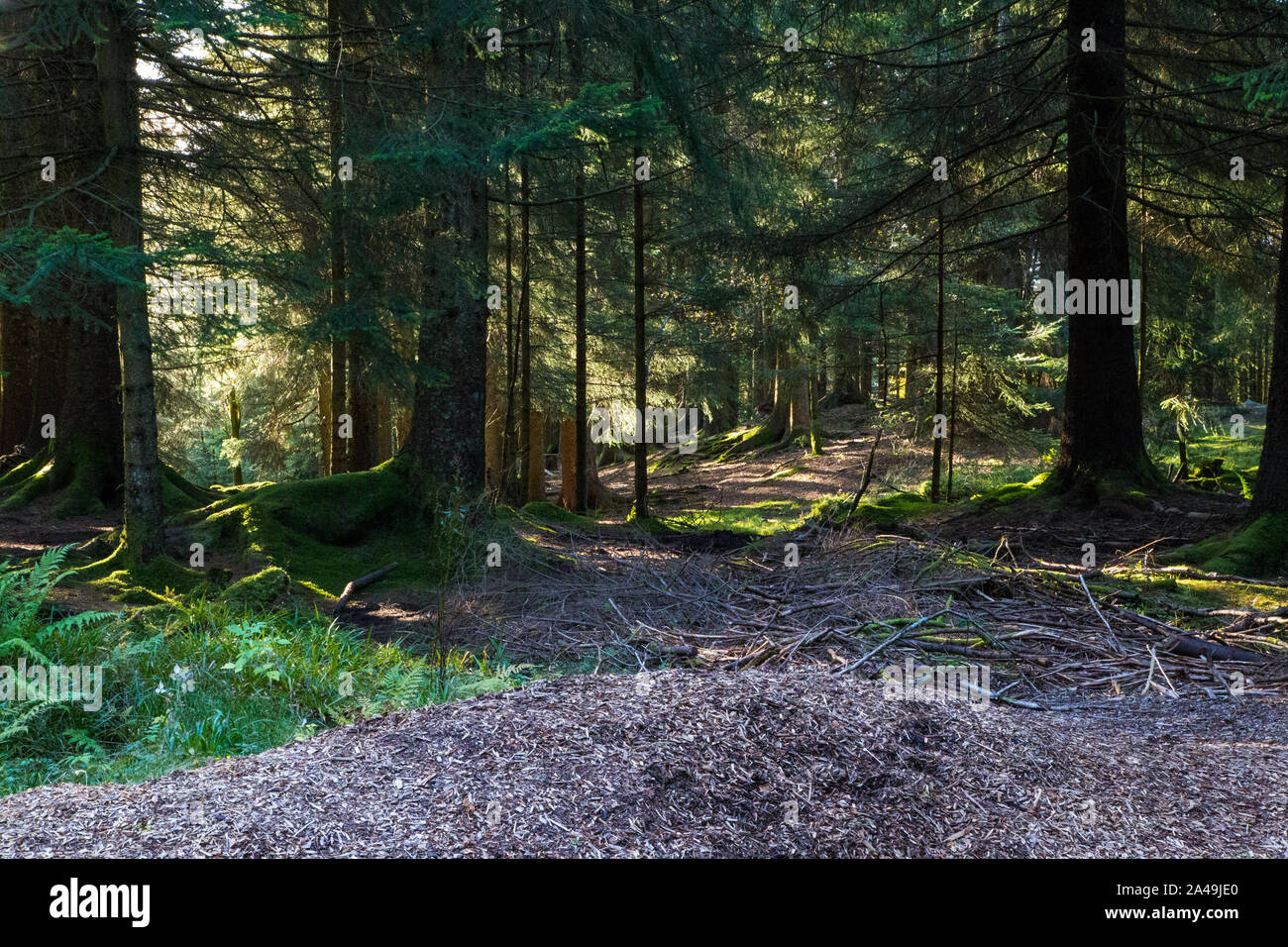Trees of a woodland at mount Floyen, Bergen, Norway Stock Photo - Alamy