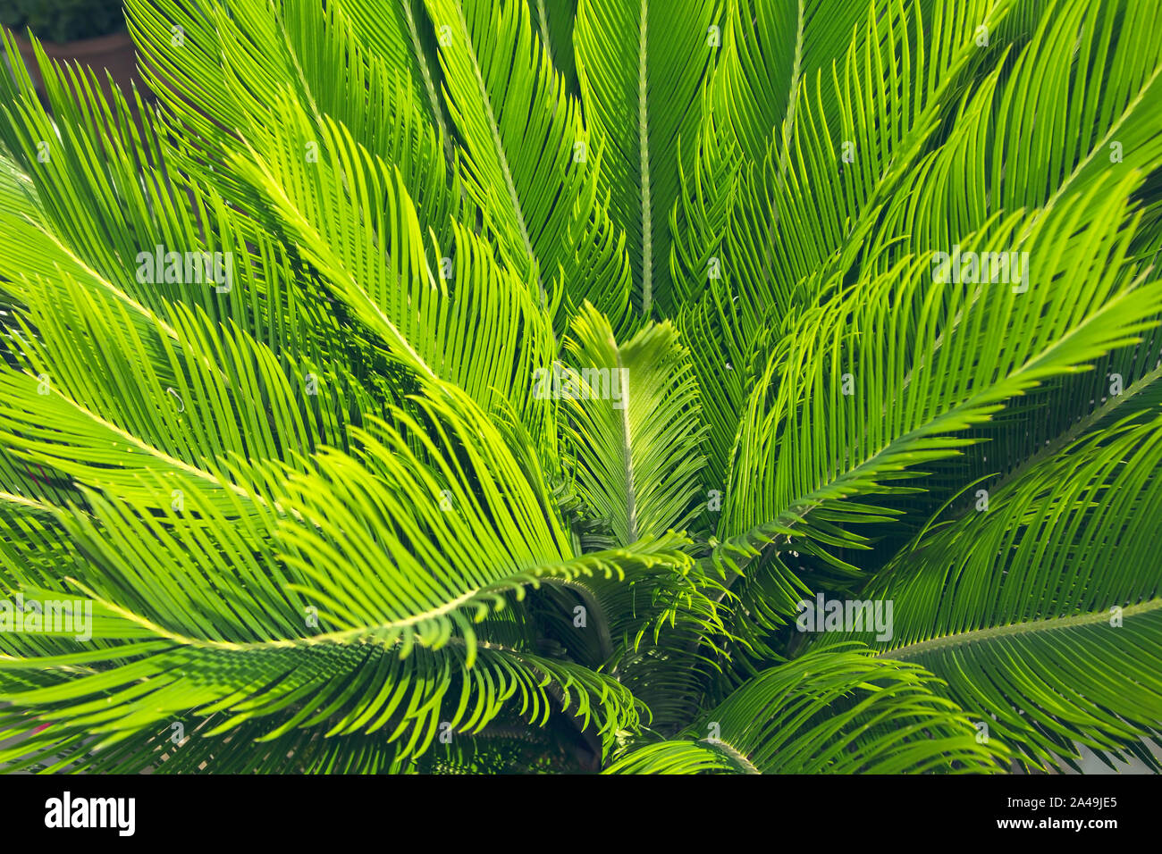 Green palm tree branch Stock Photo - Alamy