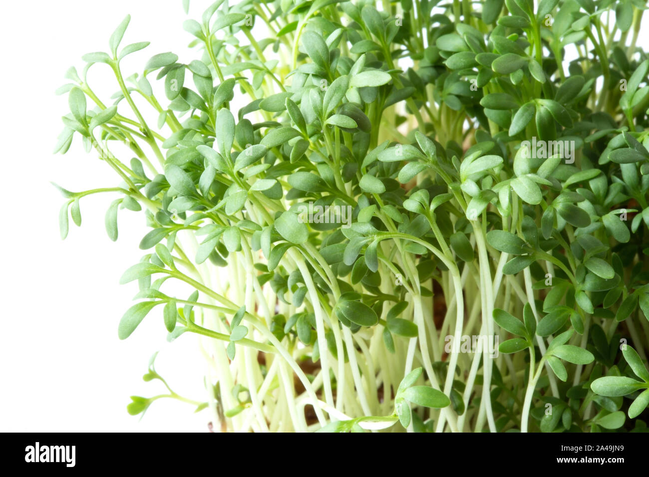 Rocket watercress hi-res stock photography and images - Alamy