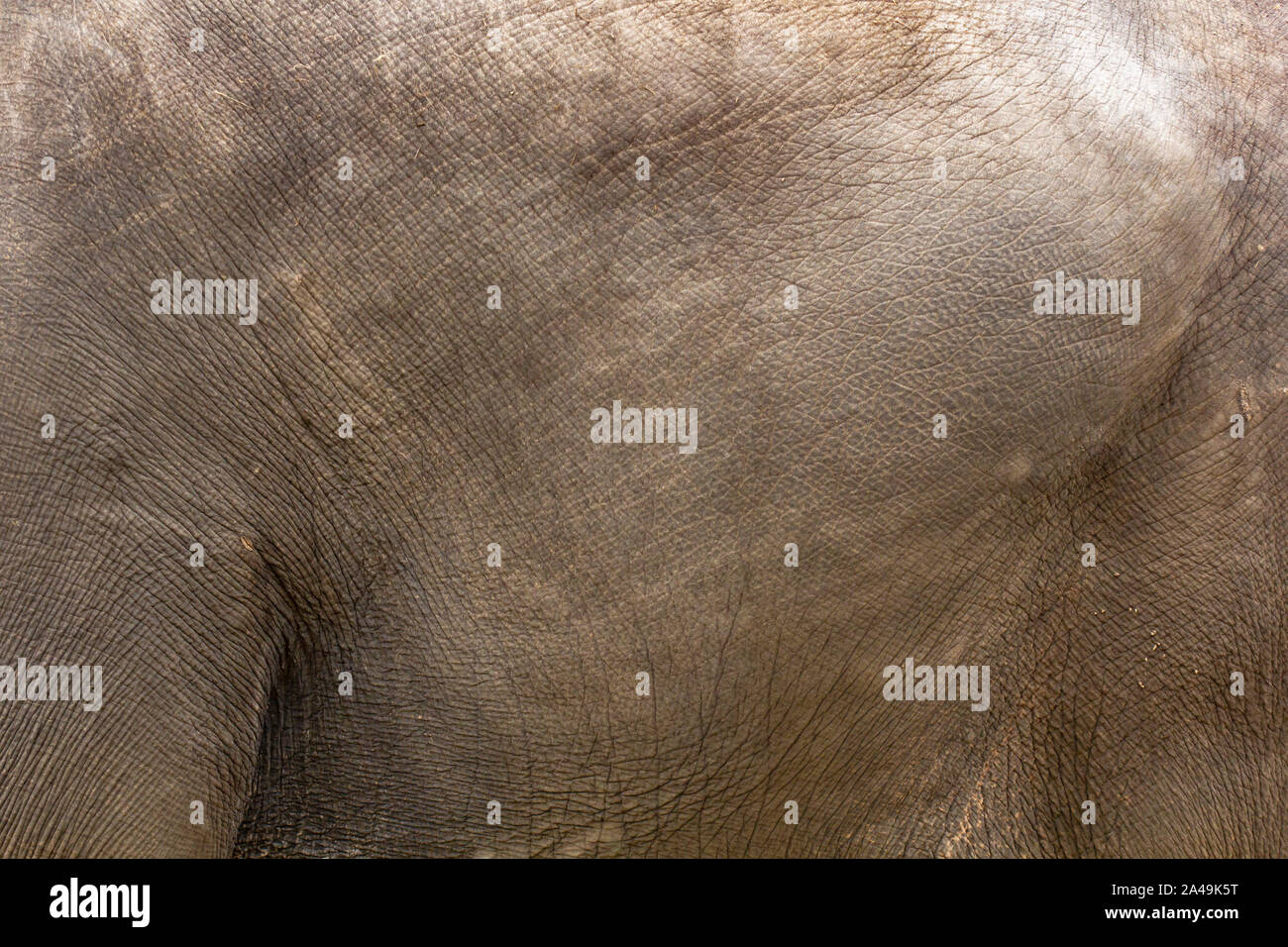 Part of the body of a large elephant. Skin texture. Close-up Stock ...