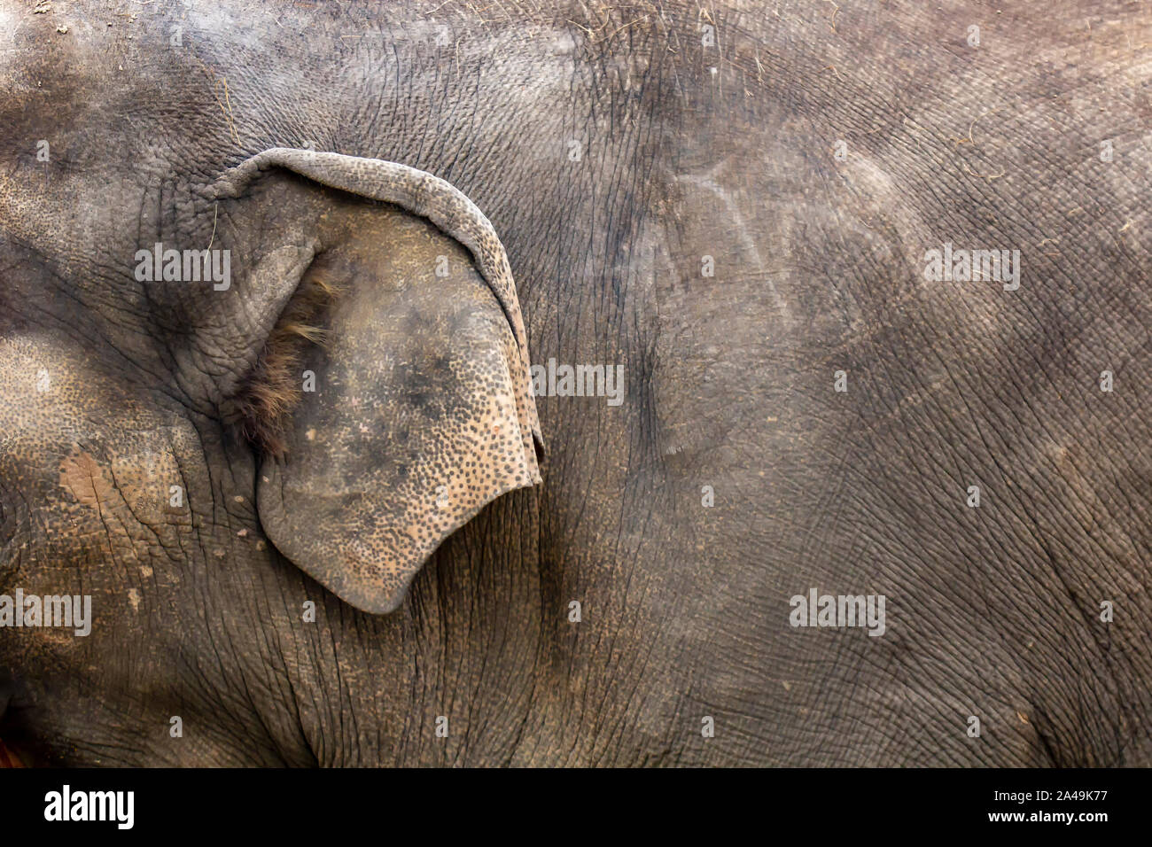 Ear and part of the body of a large elephant. Skin texture Close-up ...