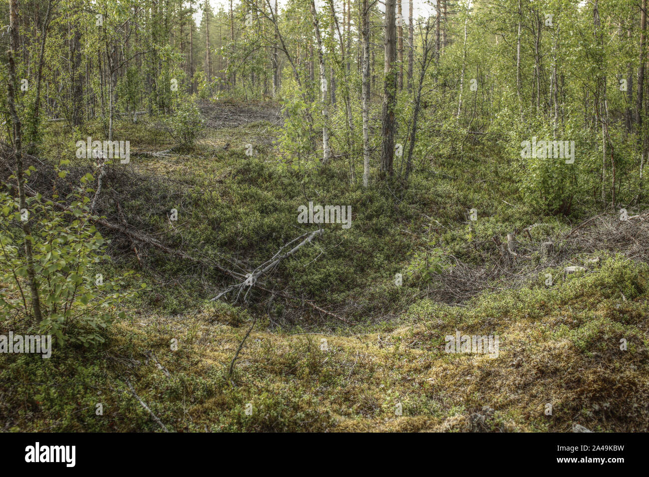 Remains of an ancient trapping pit near at the stream Skelleftalven in ...